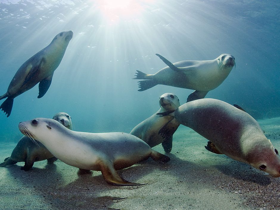 Amazing Animal Death Rituals - TalkDeath