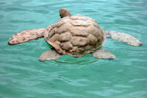 11 Environmentally Friendly Burial Options - TalkDeath