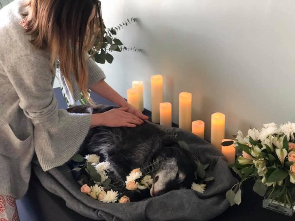 How to Care for a Deceased Pet at Home - TalkDeath