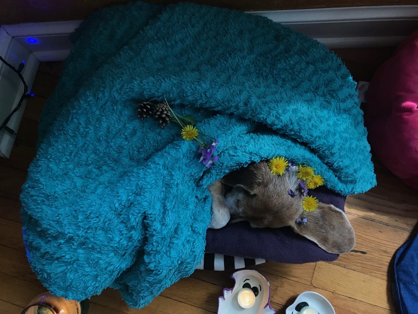 How to Care for a Deceased Pet at Home - TalkDeath