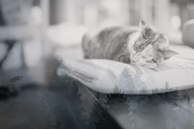 How to Care for a Deceased Pet at Home - TalkDeath