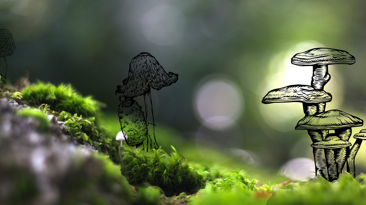 Amazing Animal Death Rituals - TalkDeath